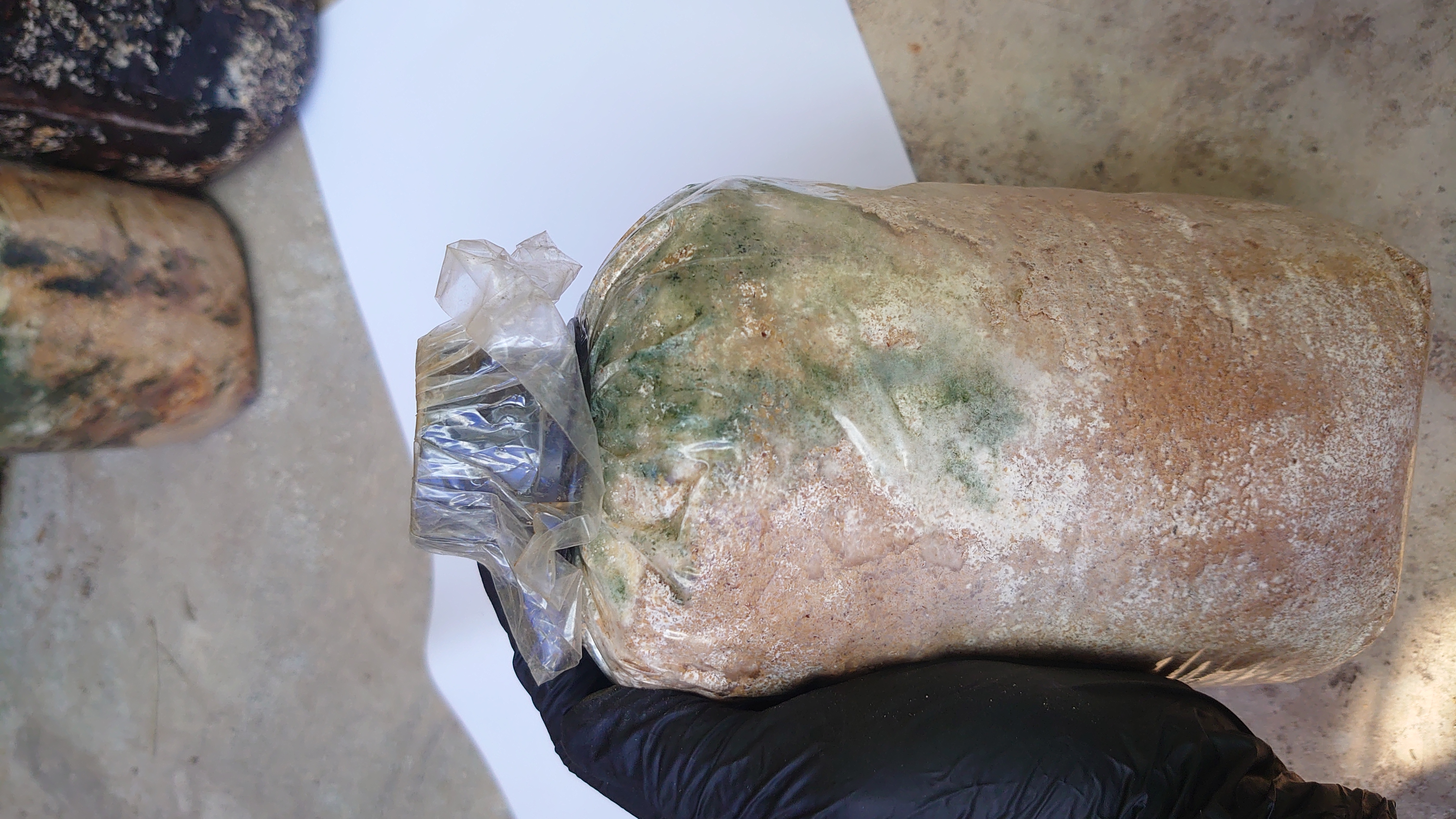 Mushroom Classification 2 Object Detection Dataset By Oyster