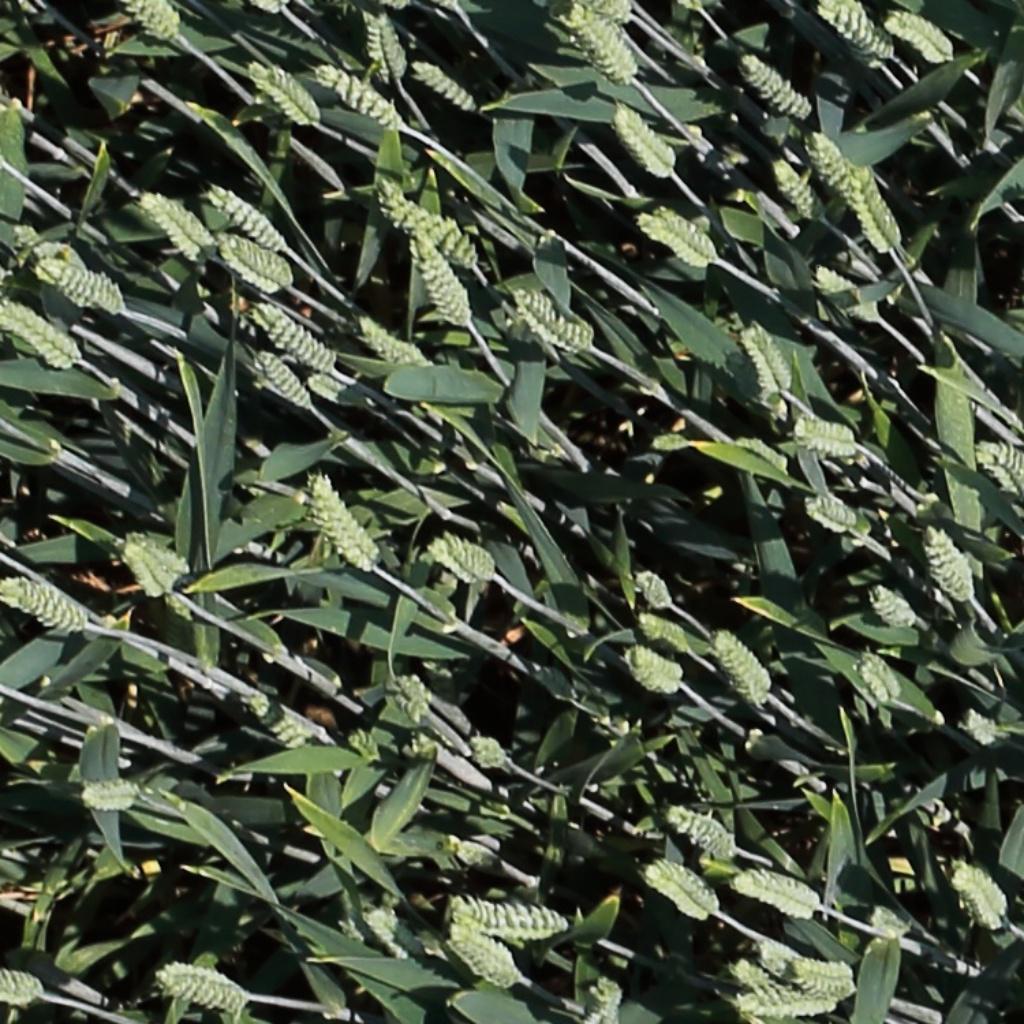 ESPIGAS_BIG_DATA Object Detection Dataset and Pre-Trained Model by BIGDATATRIGO