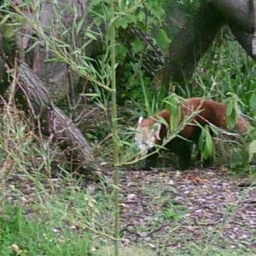 red panda Object Detection Model by stephaniearthaud