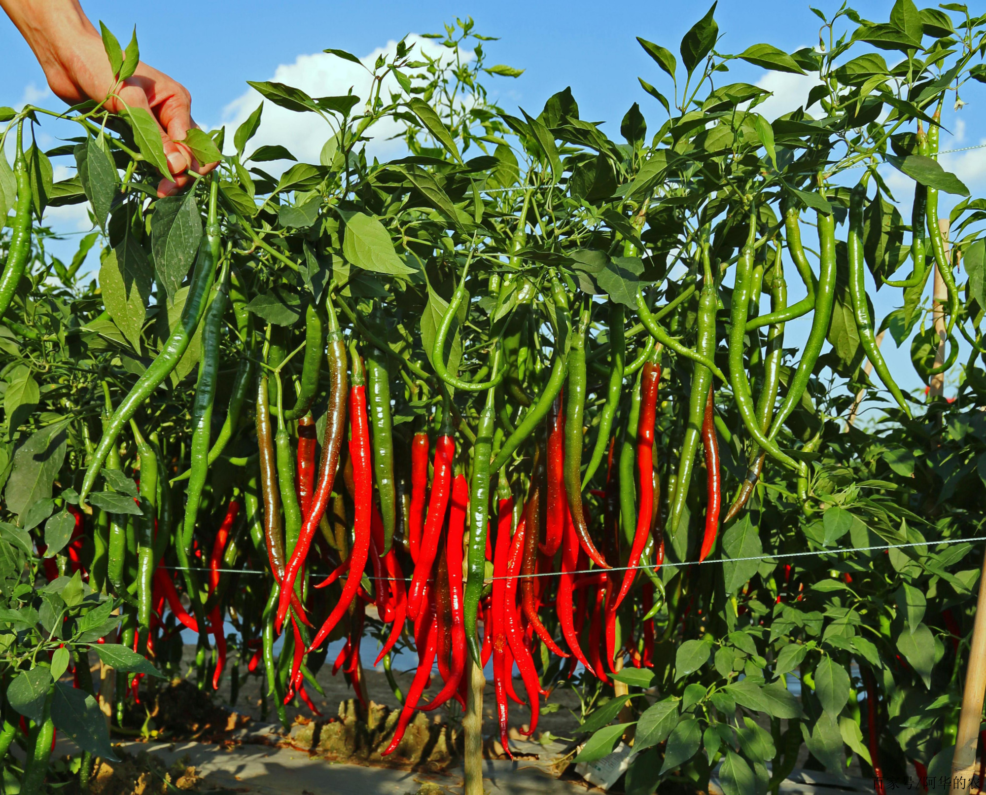 chili Object Detection Model by guomingyu