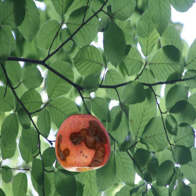 apple Object Detection Dataset by project-cu5ga