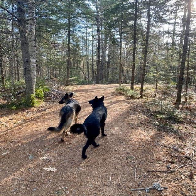 001 Object Detection Dataset by Violet