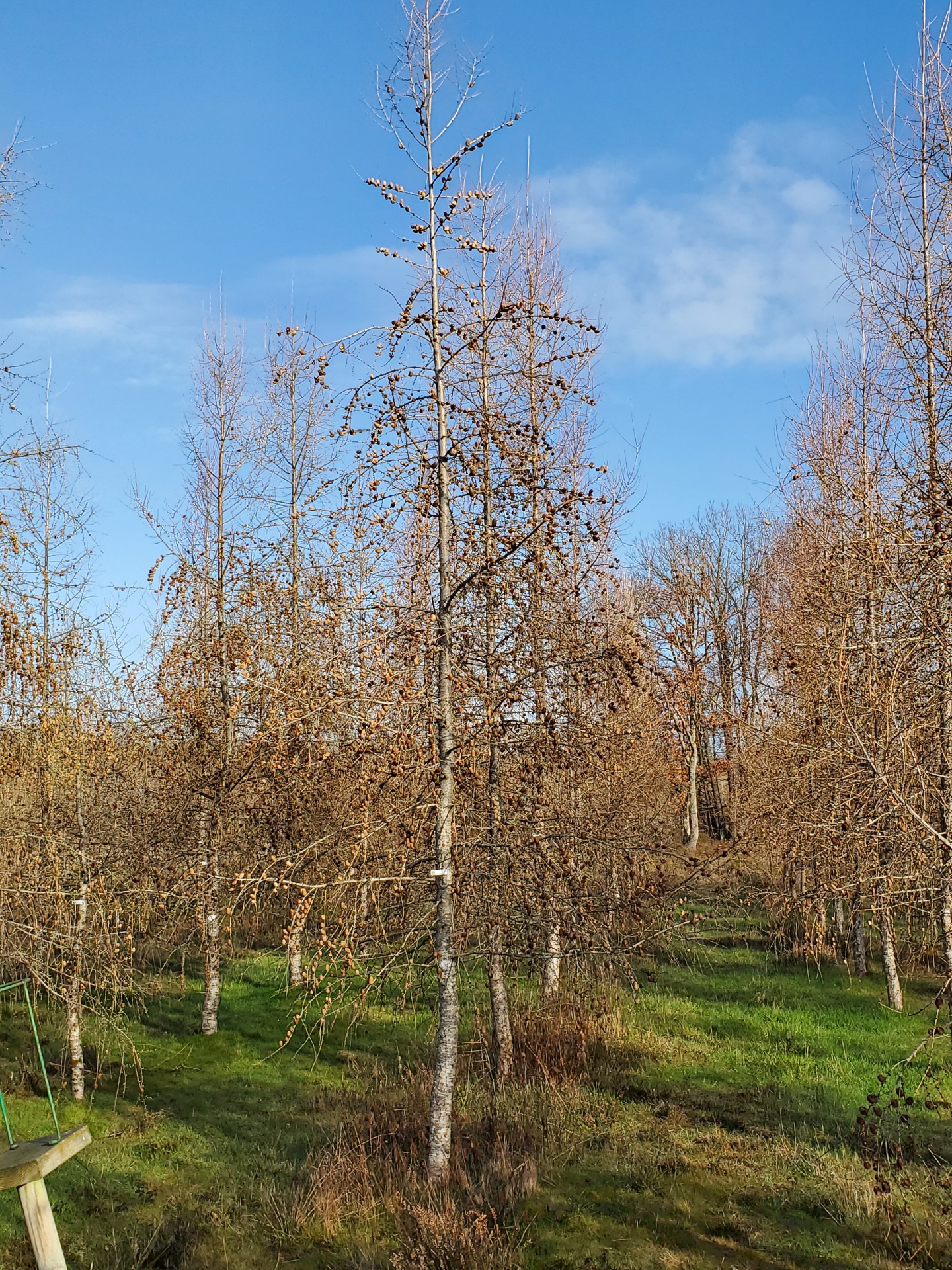 fir cone detector - Roboflow Universe