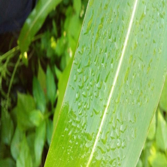 corn disease2 Object Detection Dataset by UiTM