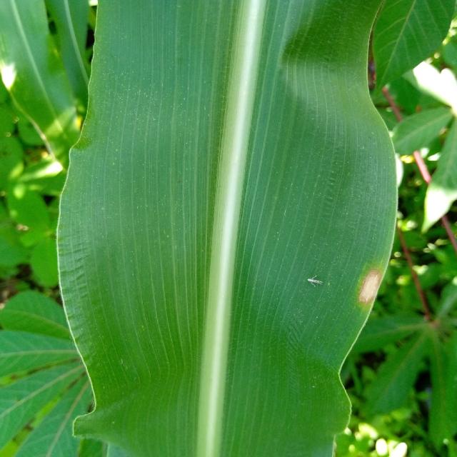 Corn Disease Object Detection Dataset V6 Cornleaf Diseasev4 By Uitm