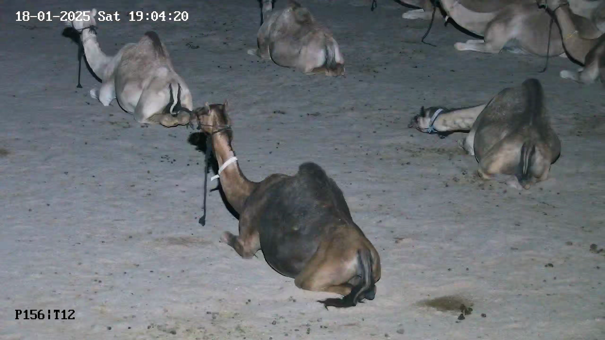 camels tracking and position Object Detection Dataset and Pre-Trained ...