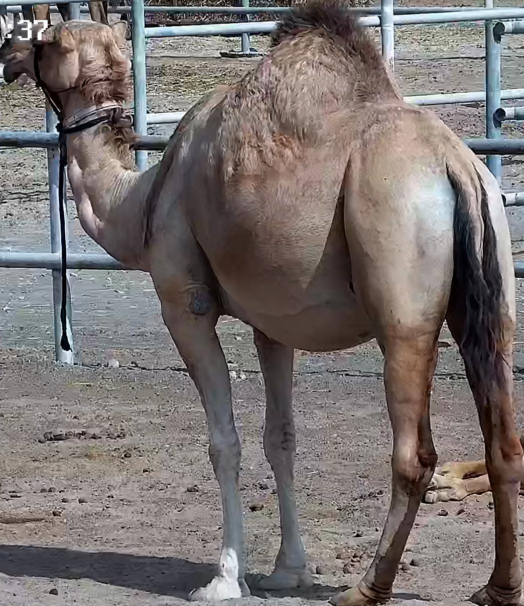 camels - Roboflow Universe