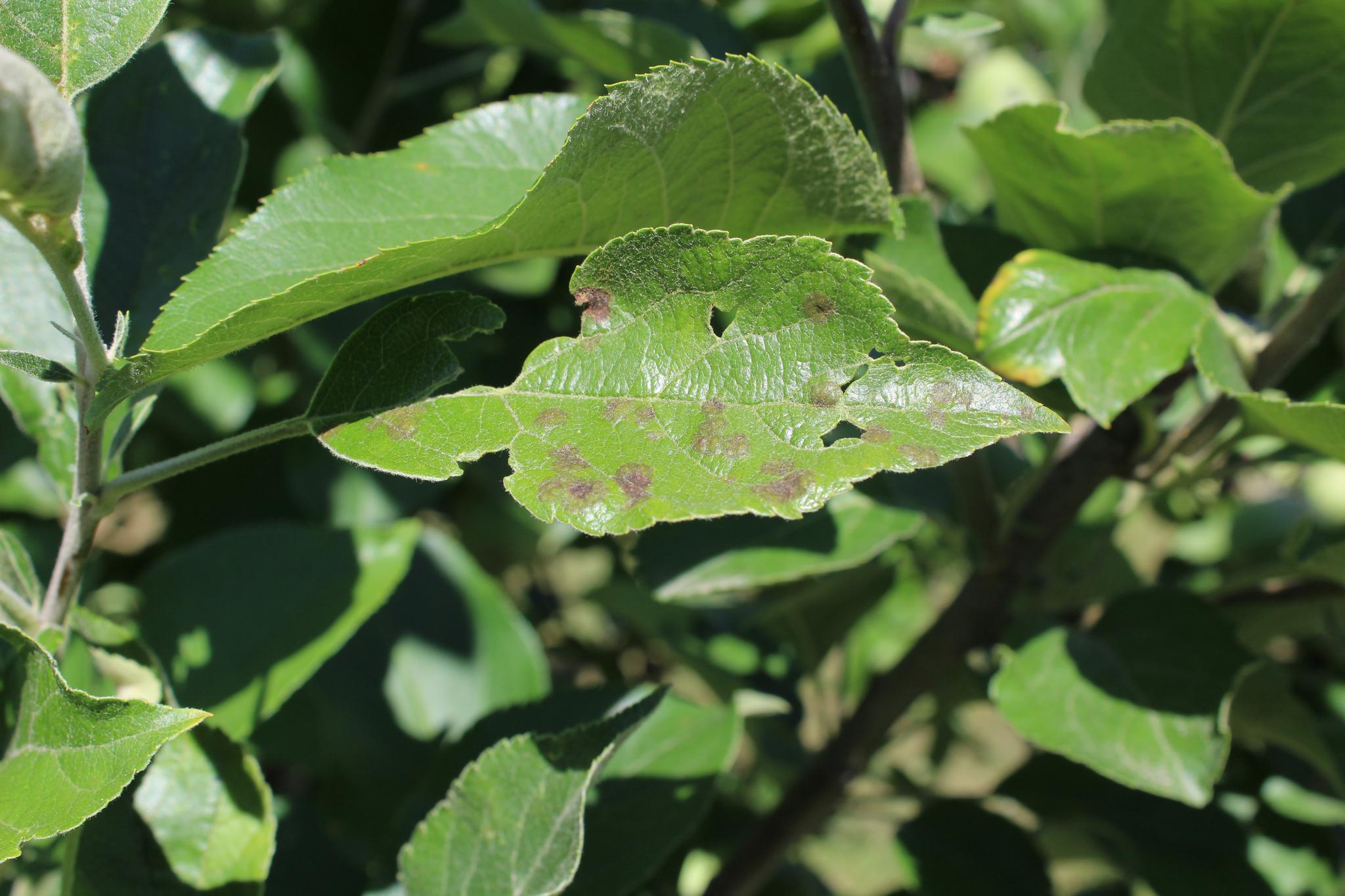 Leaf disease Object Detection Dataset by Leaf disease