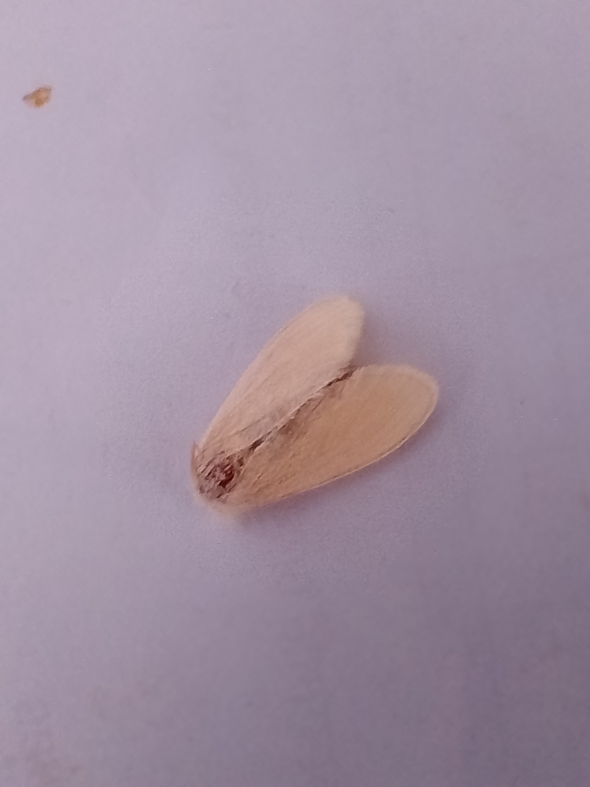 Rice_11_Class_Detection Object Detection Dataset by GFL Dataset