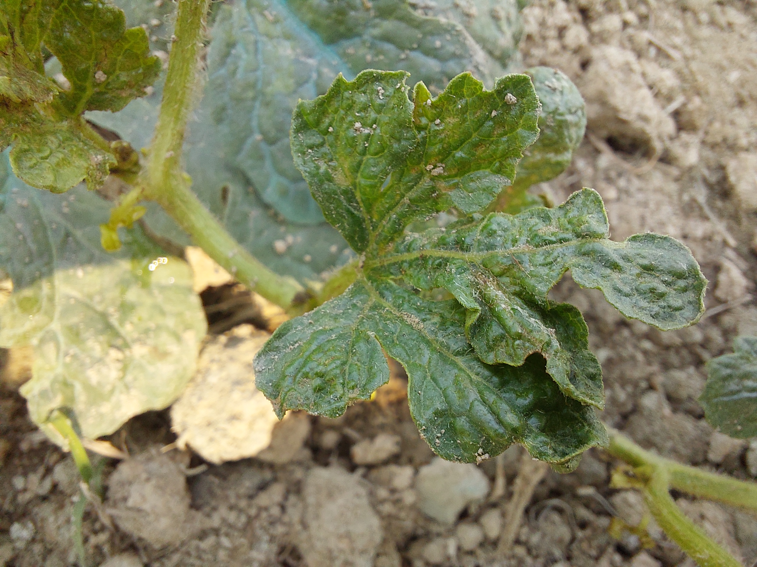 GFL Dataset - Roboflow Universe