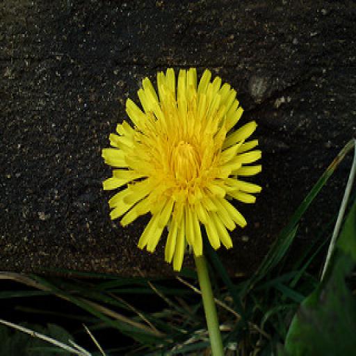 Flowers Classification Dataset