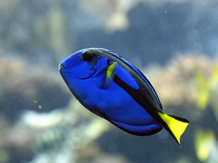 Paracanthurus hepatus Object Detection Model by fitcoolyeah2gmailcom