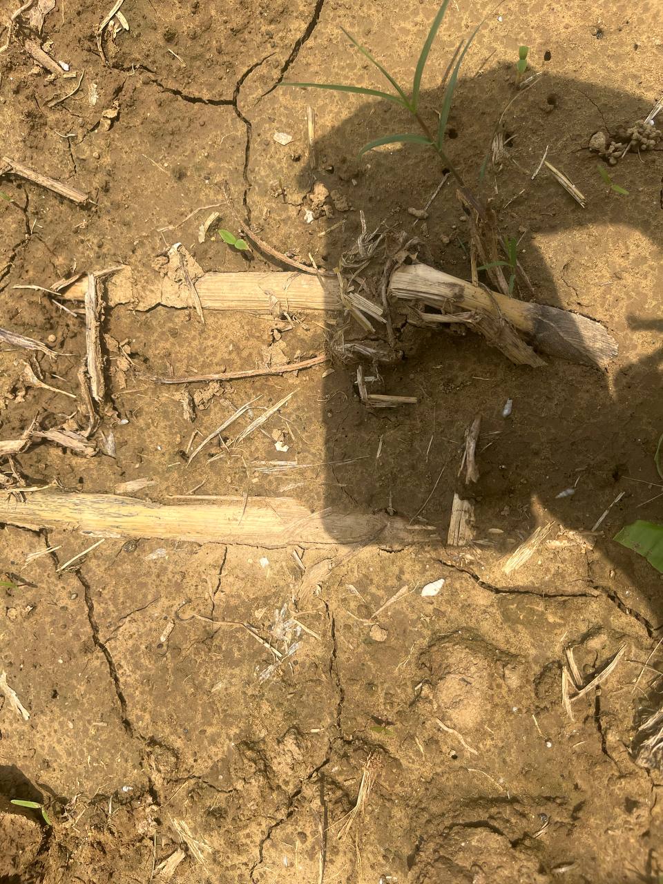 manual soil image gathering Classification Dataset by idk