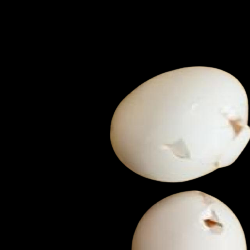 Egg Crack Detection Object Detection Dataset By 360 Digitmg