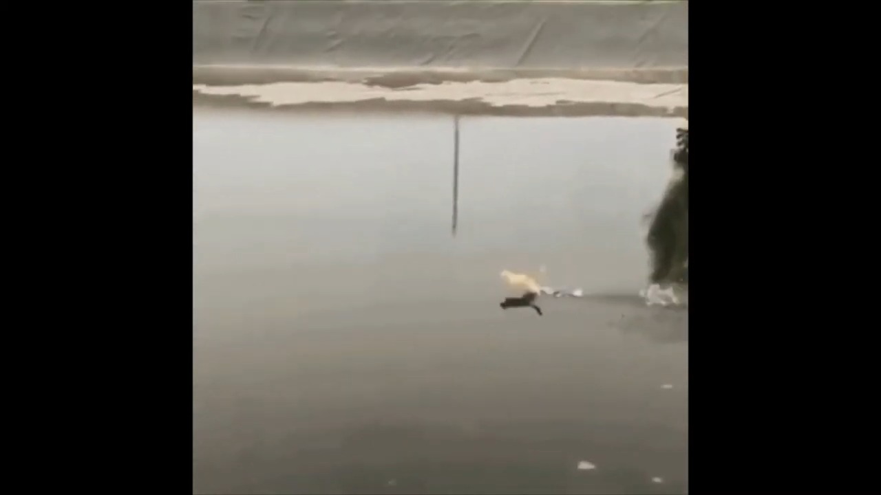 cat_tracking Object Detection Dataset by project-eefvh