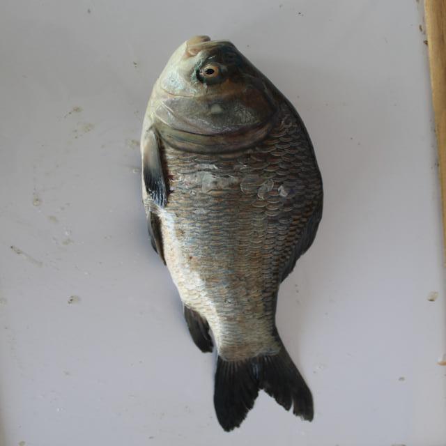 fish2 Object Detection Dataset by project-eefvh