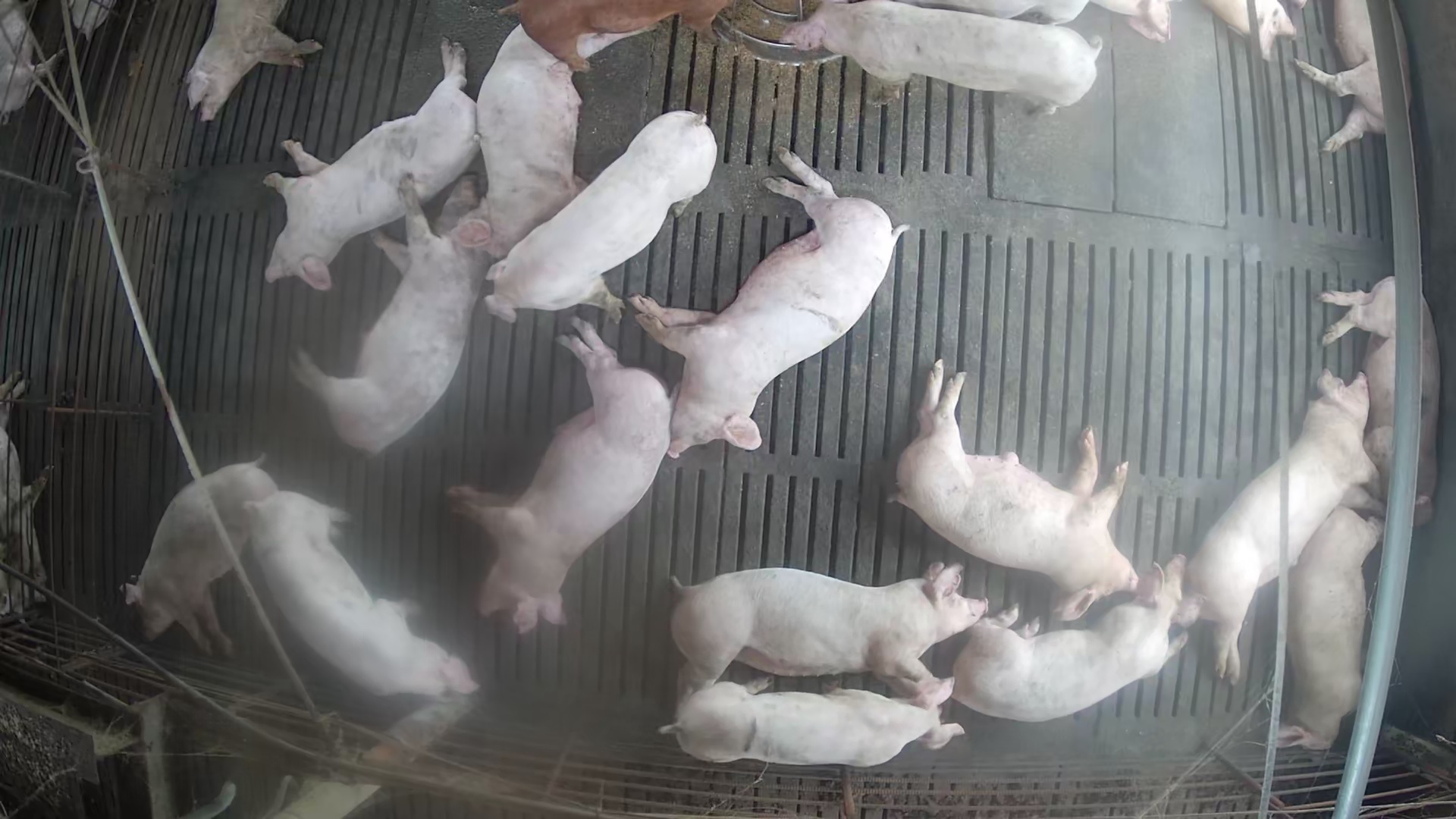 dfdsf Object Detection Dataset by acf