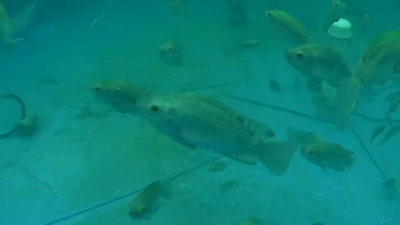 tilapia_detect Object Detection Dataset and Pre-Trained Model by NITPY