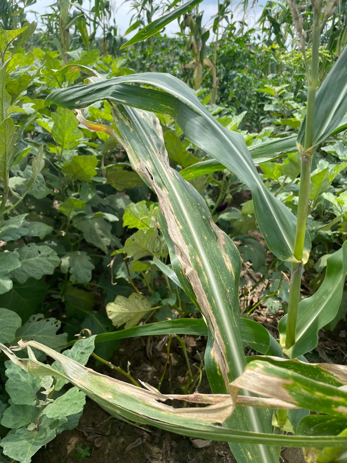 deteksi haama1 - Roboflow Universe