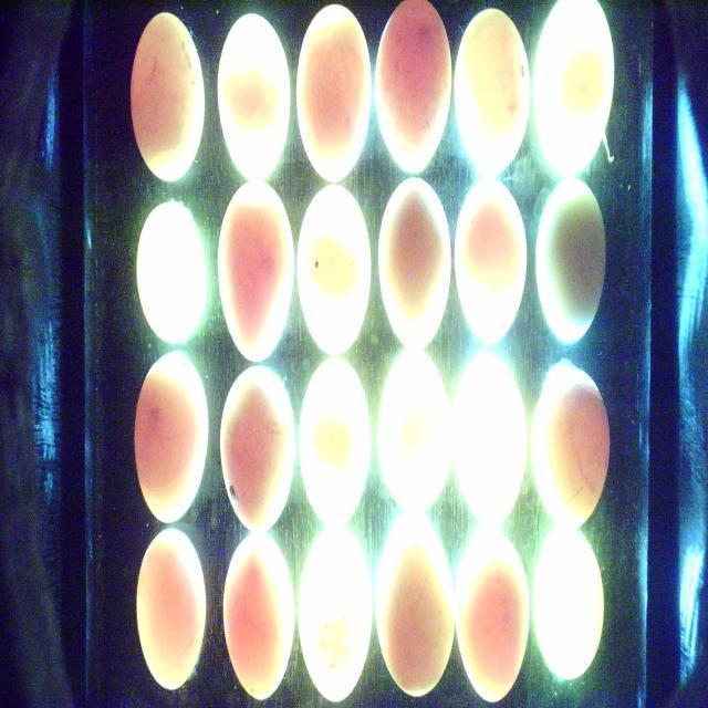 egggggs Object Detection Model by chicken egg sorter