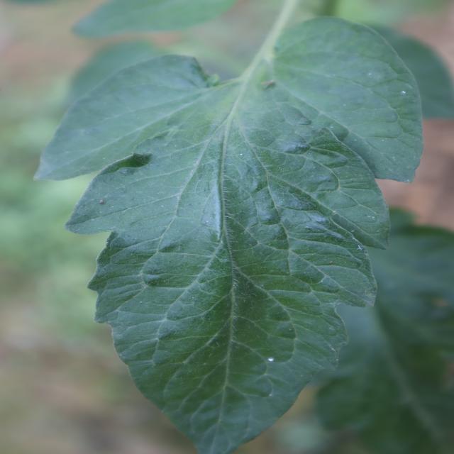 Tomato Leaf Disease V3 Object Detection Model By Feurdemo