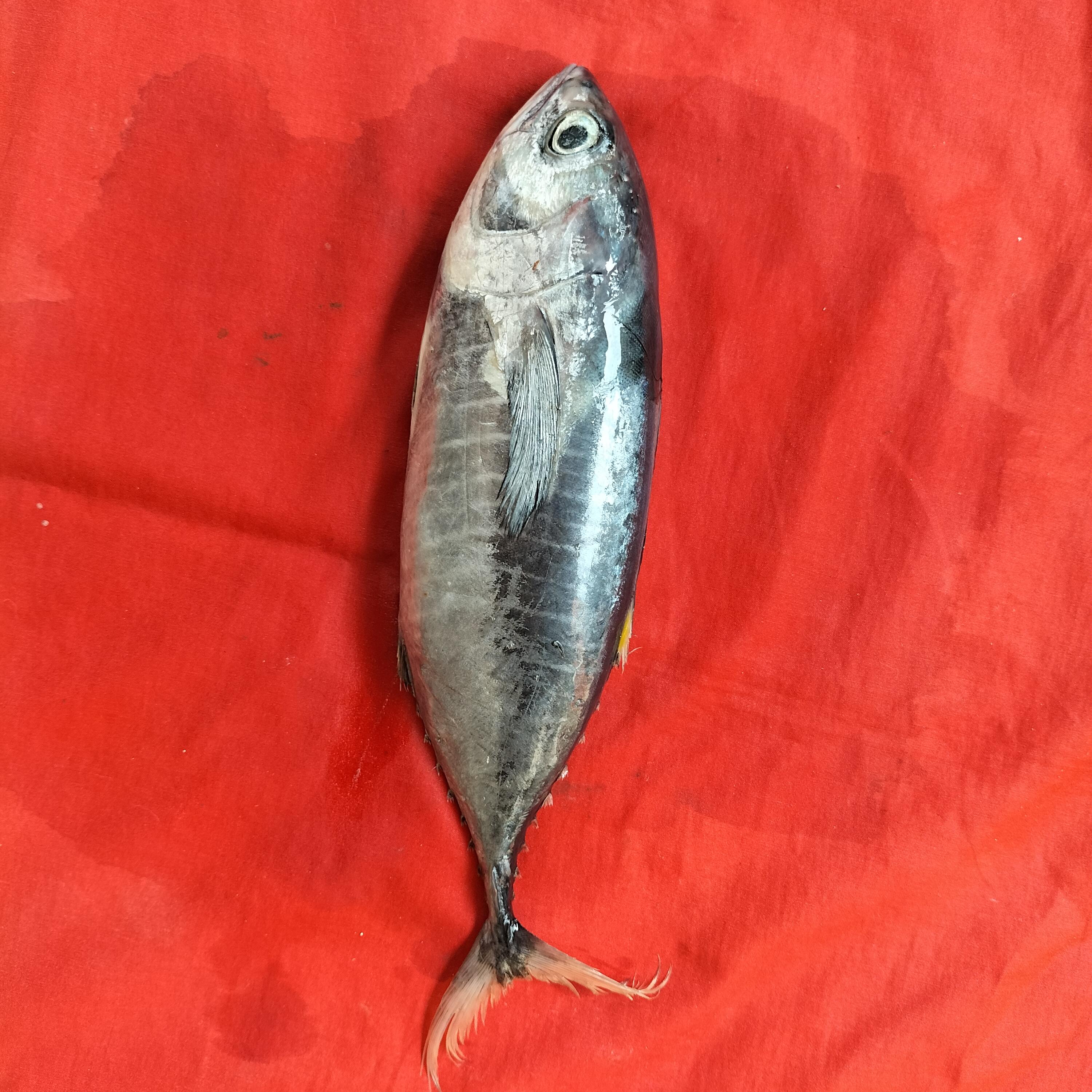 Fish Detection (fish-detection-t1qmy) - Roboflow Universe Fish Detection (fish-detection-t1qmy) - Roboflow Universe