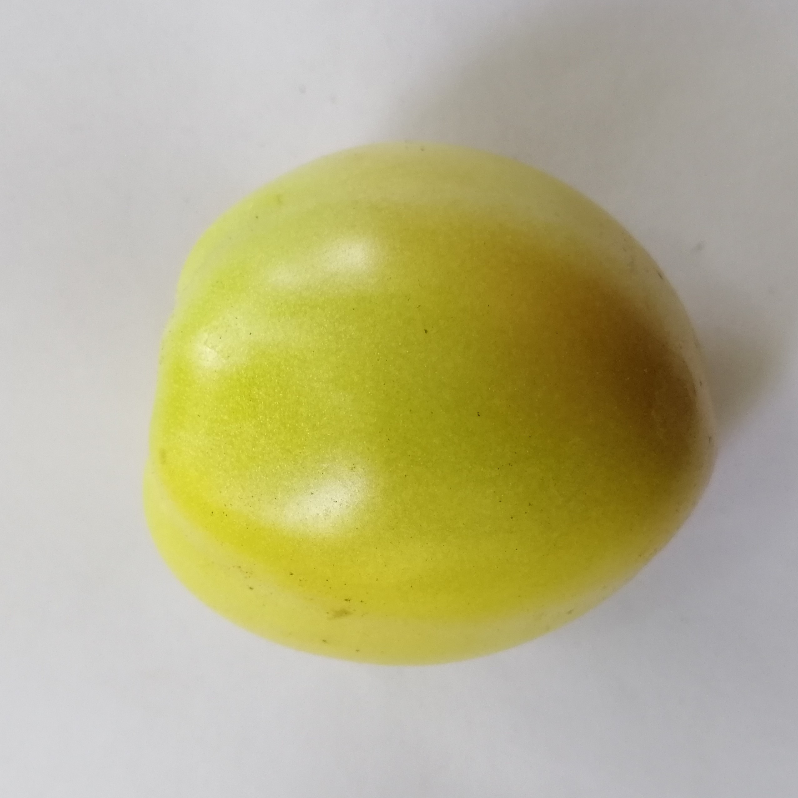 Ripe Check Tomato Object Detection Model V5 2023 11 25 9 33pm By Tharindu