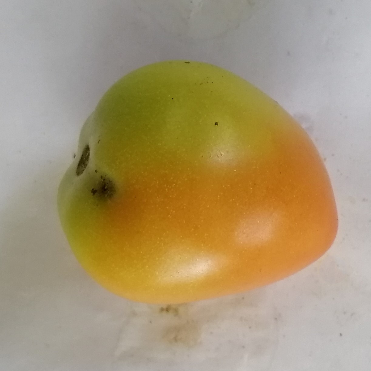 Good Bad Tomto Object Detection Dataset By Tharindu