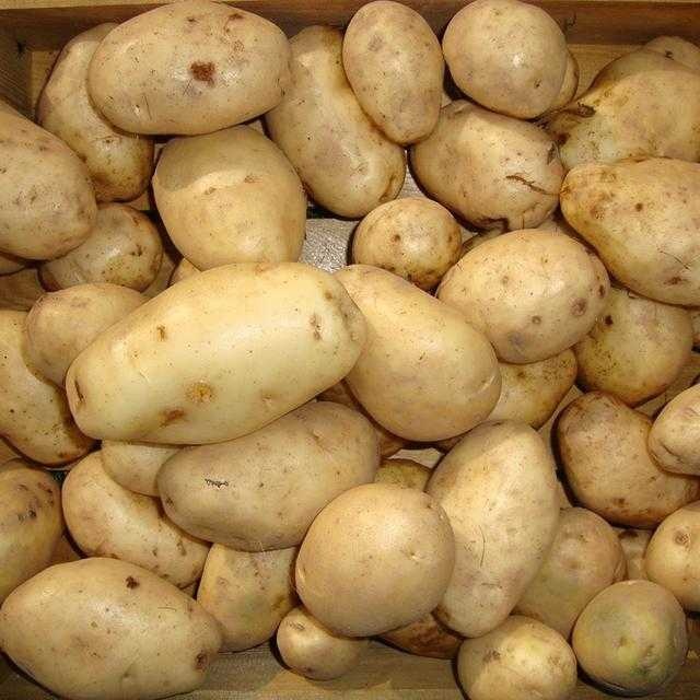 new fruit segmentaton Instance Segmentation Model by Work space