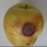 Fruit segmentation Instance Segmentation Model by Work space