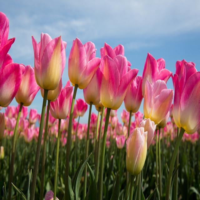 Flower Detection Diverse Data Set Object Detection Dataset By Prem Anvesh