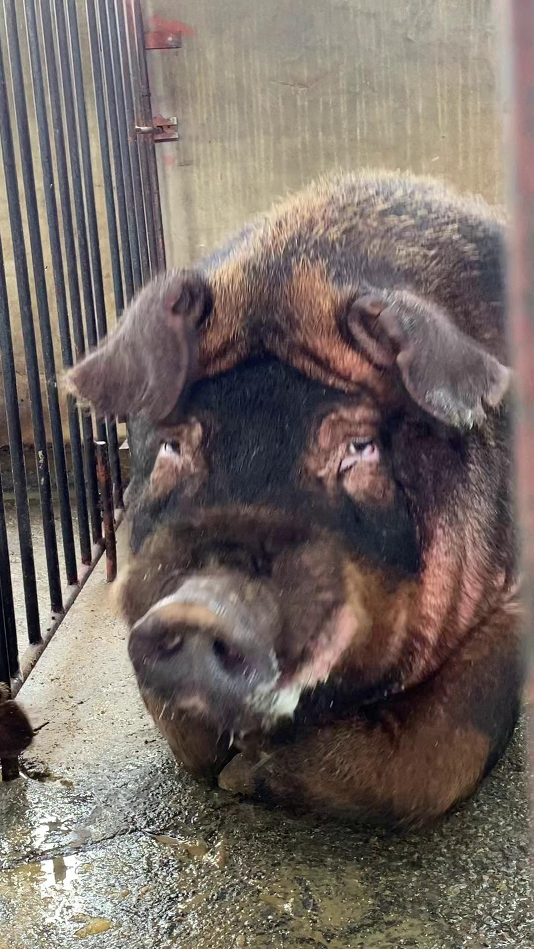 Eyes Keypoint Detection Dataset by Pig eyes detection