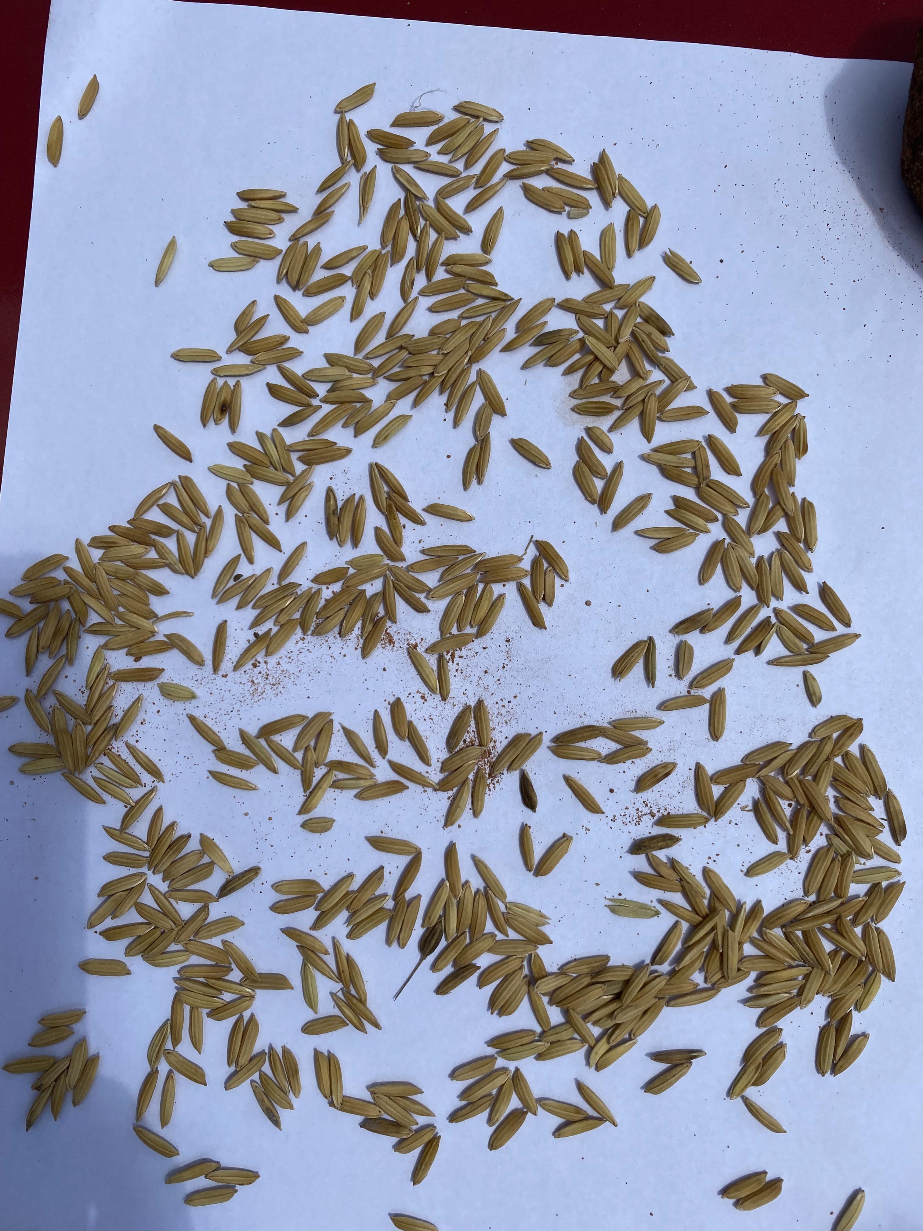 test_paddy Object Detection Dataset by Daton2