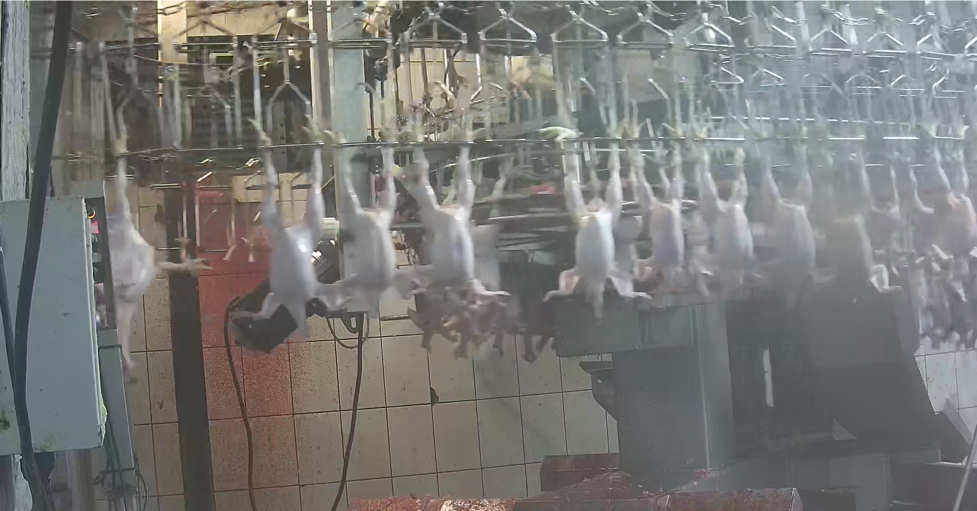 Chicken models5 Object Detection Dataset by Chicken