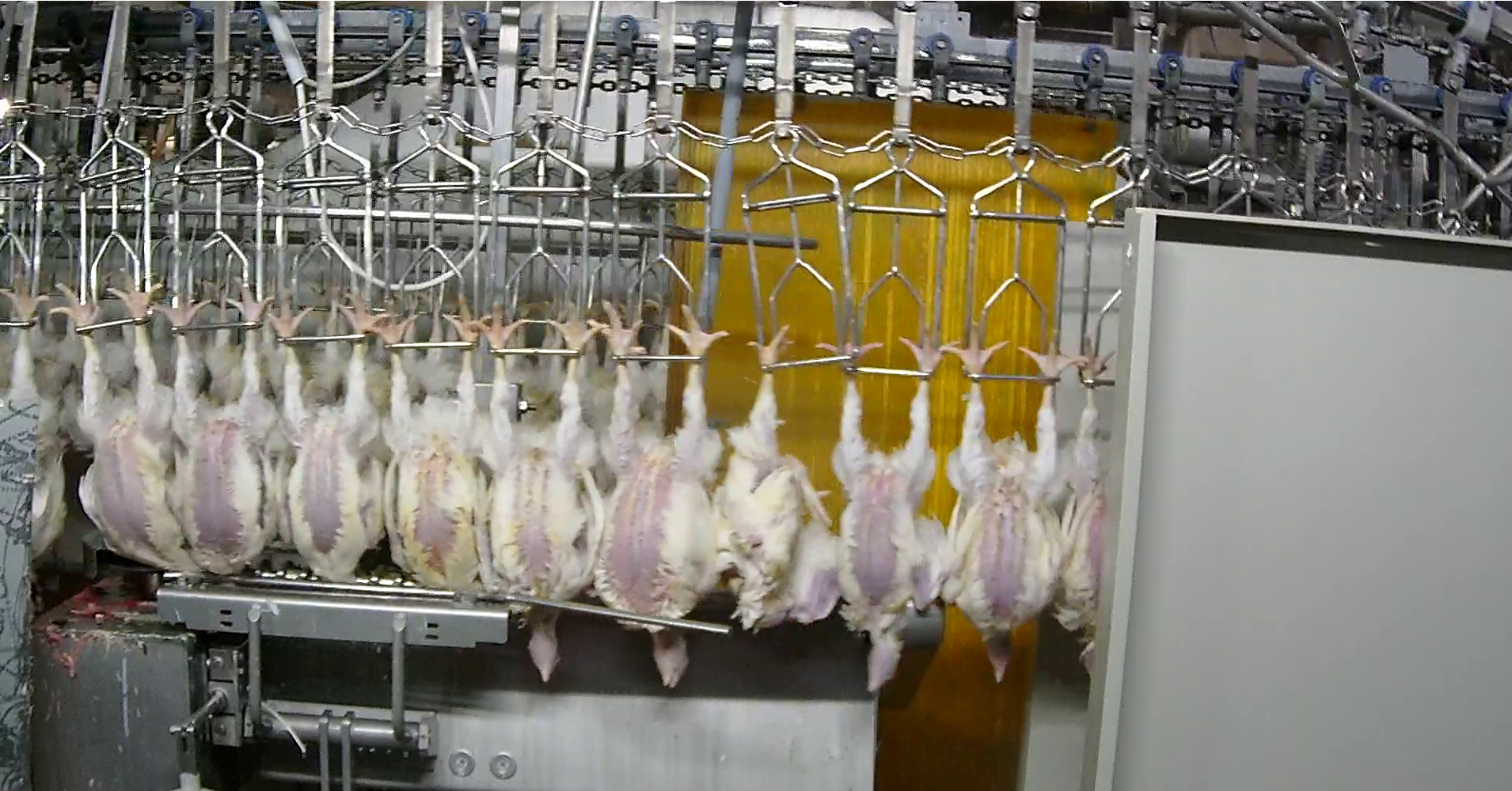 Chicken models3 Object Detection Dataset and Pre-Trained Model by Chicken