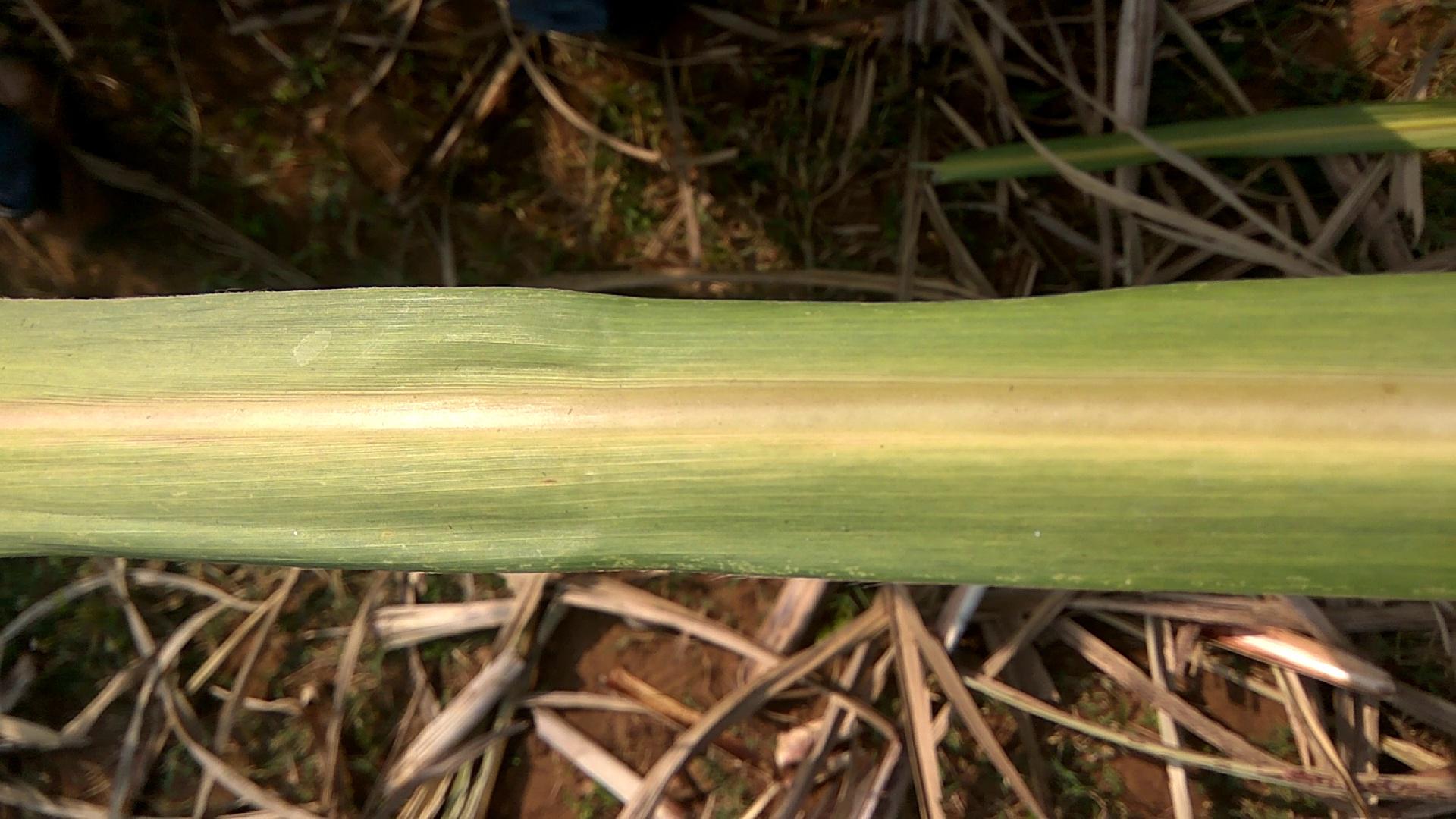 Full Plants Diseases Object Detection Dataset By Fyp