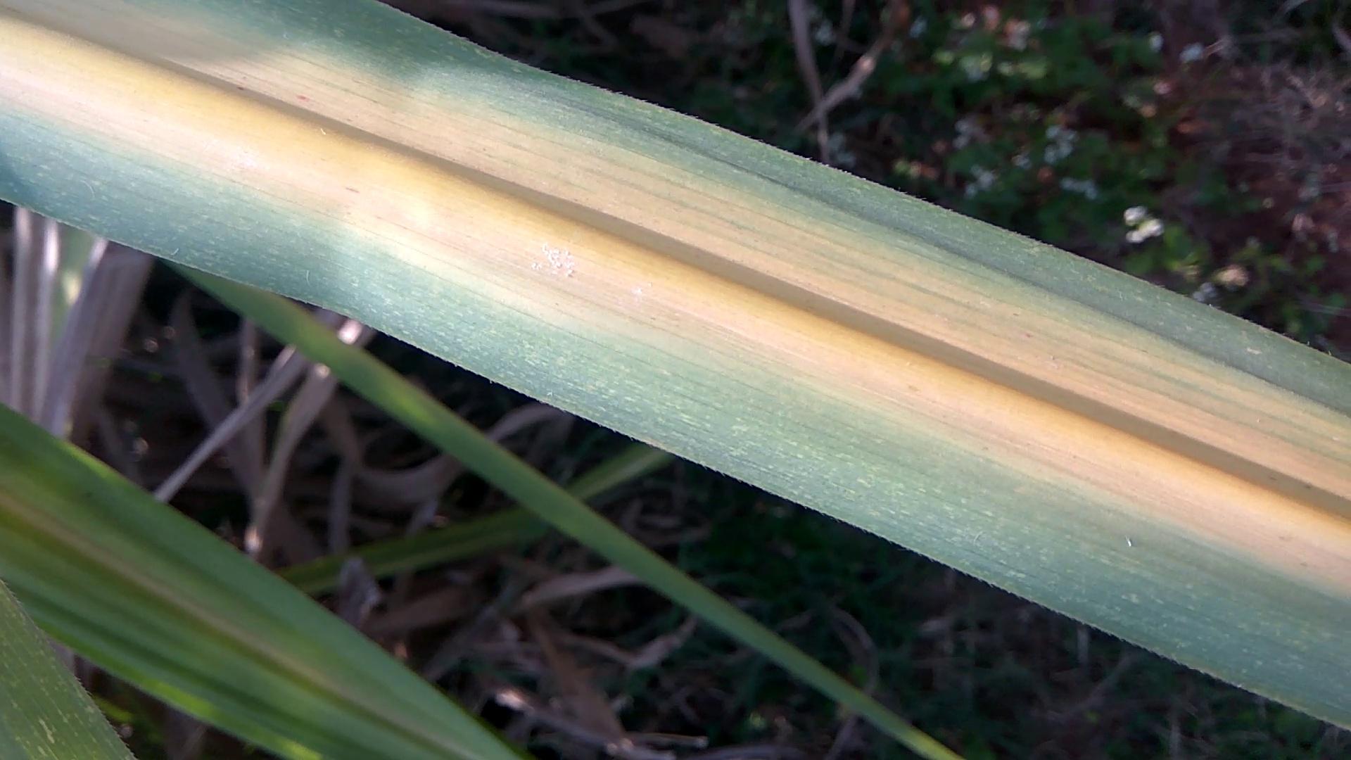 Sugarcane Plant Diseases Object Detection Model By Fyp