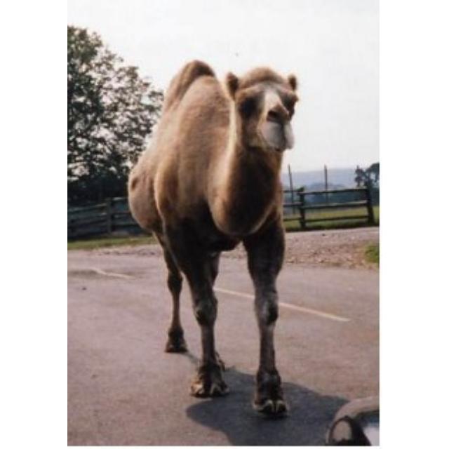camel Object Detection Dataset by ZiyadHousOFAI