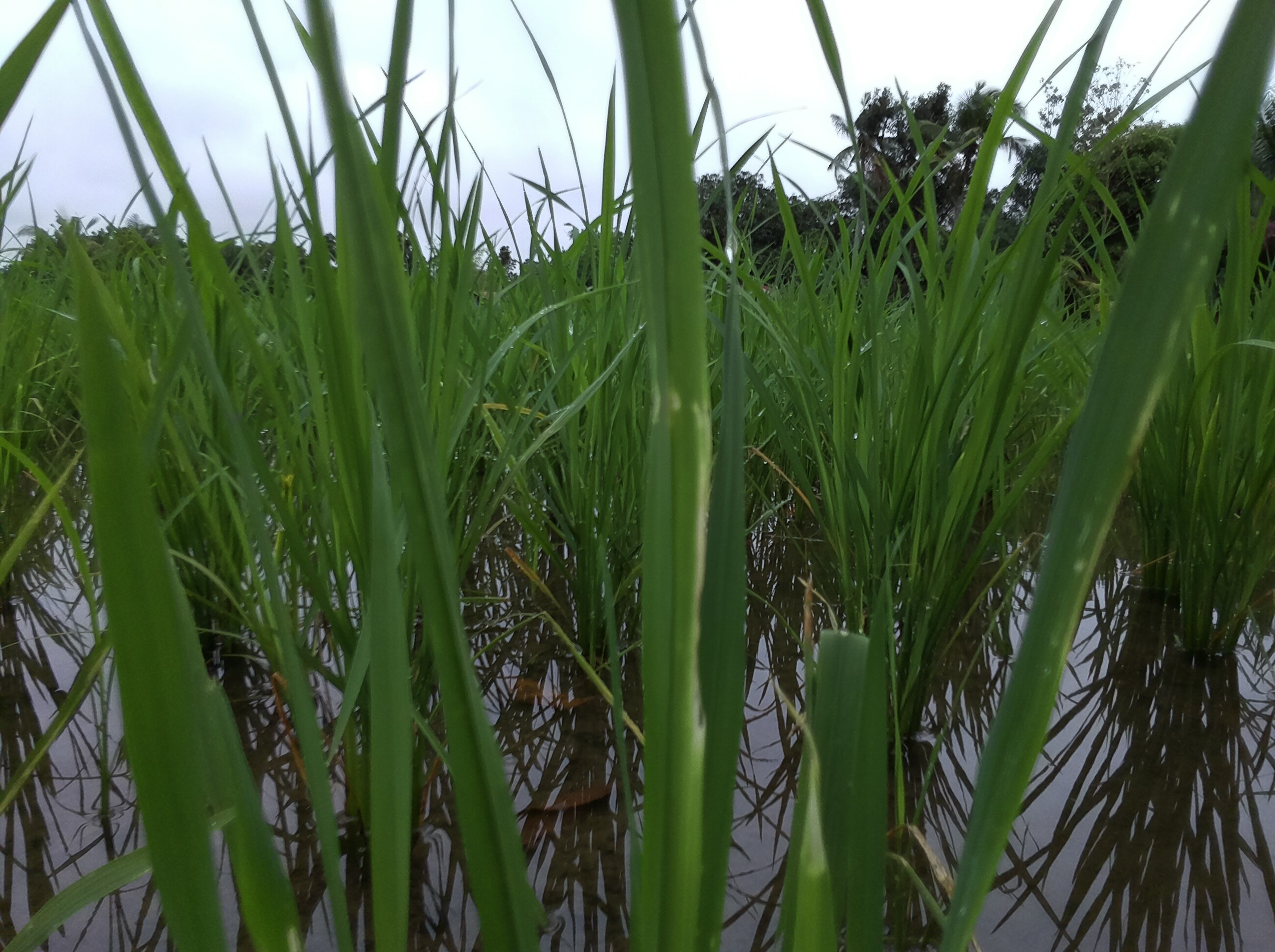 Rice Disease Detection (rice-disease-detection-olj7i) - Roboflow Universe