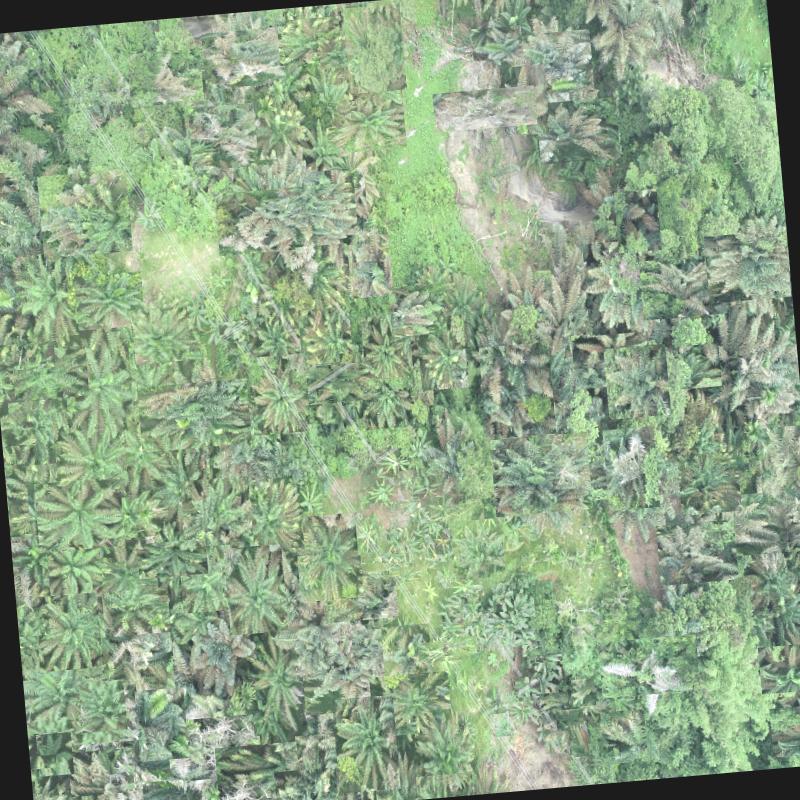 Palm Trees Counting Object Detection Dataset And Pre Trained Model By