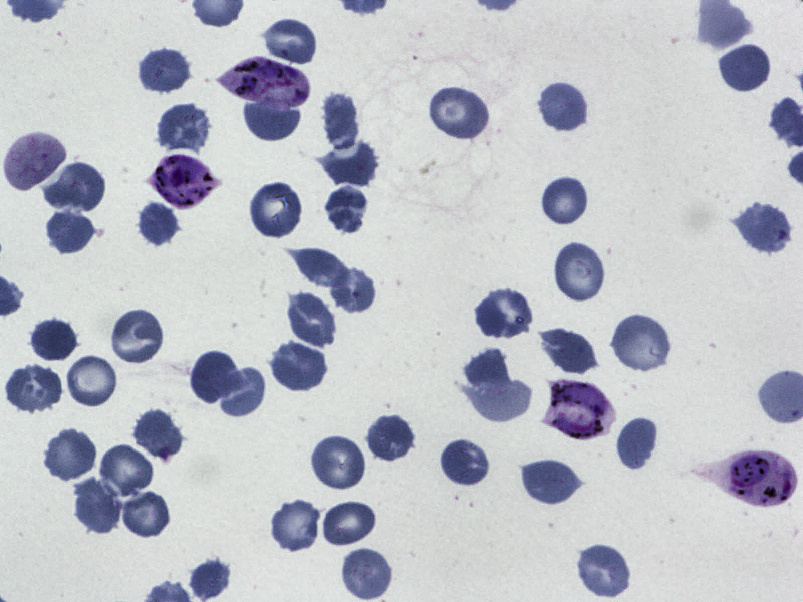 cell Object Detection Dataset by yomna