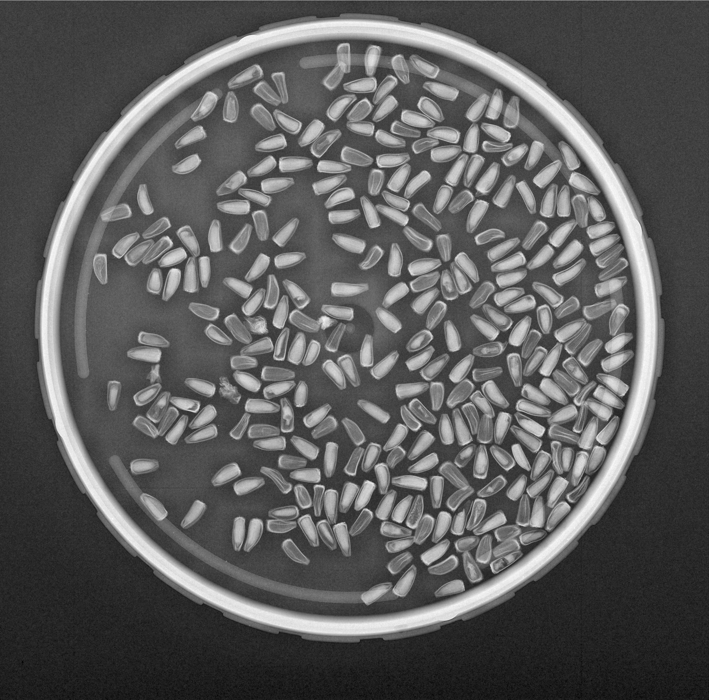 yomna (yomna-hupf9) - Roboflow Universe