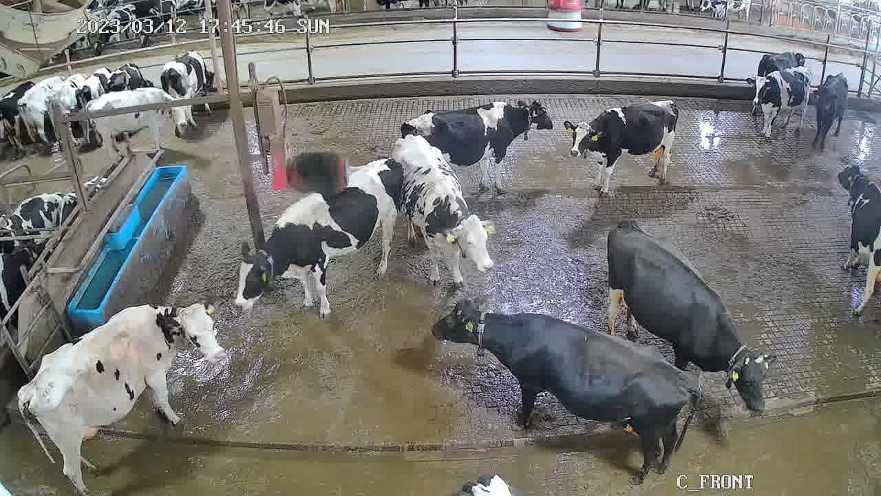 cow Instance Segmentation Dataset and Pre-Trained Model by nexpred solutions