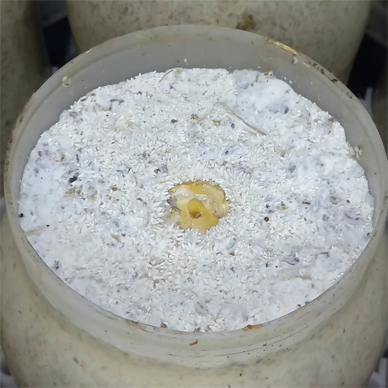 yolo_9-13 Instance Segmentation Dataset by project-ptya1