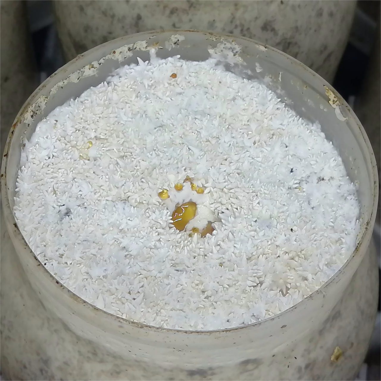 yolo-9-13-new Instance Segmentation Dataset by project-ptya1