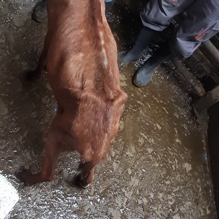 Goats_BCS Object Detection Dataset and Pre-Trained Model by National Technical University of Athens