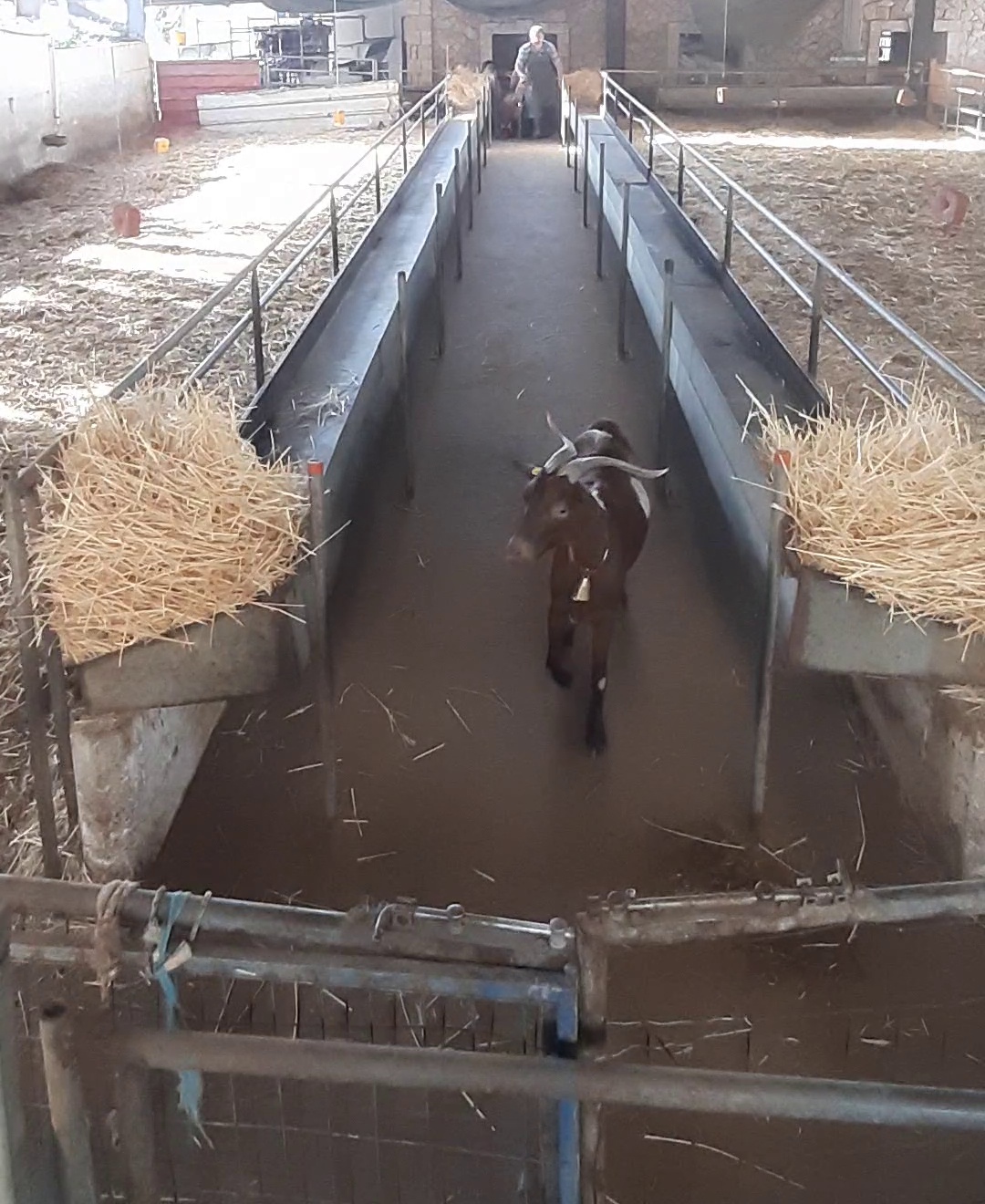 Goat_detection Object Detection Model by National Technical University of Athens