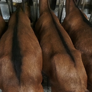 Goats_BCS Object Detection Model by National Technical University of Athens