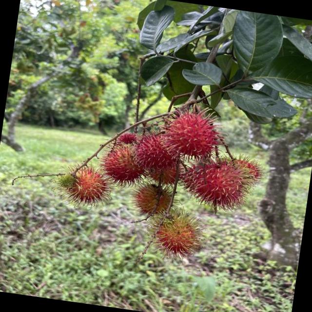 Rambu Object Detection Dataset by Projects