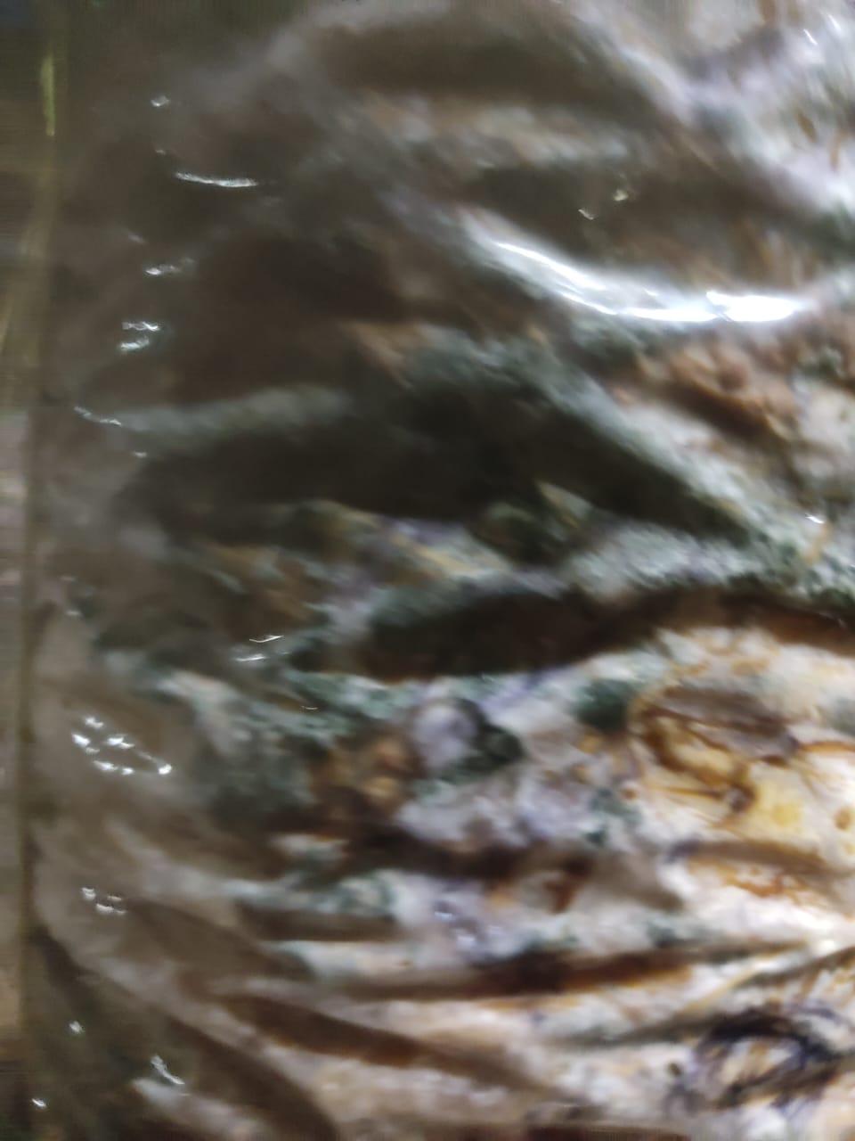 Cultivation Mushroom Monitoring System Instance Segmentation Model By Test